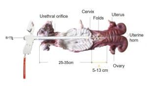How To Use Cattle/Cow Farm Visual Artificial Insemination Gun - ARTIZEN