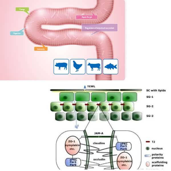 Animal Feed Grade Tributyrin Powder Manufacturer With Best Quality And ...